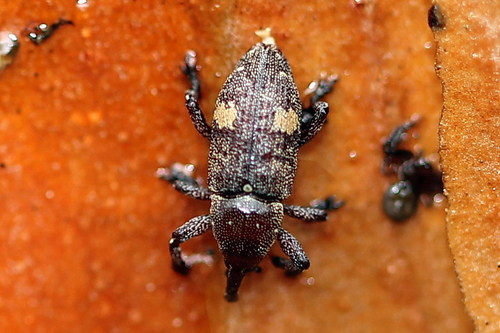 Pissodes piniphilus · iNaturalist