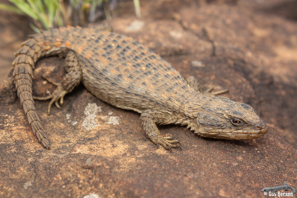Common Girdled Lizard from Indlovu DC, South Africa on October 31, 2021 ...