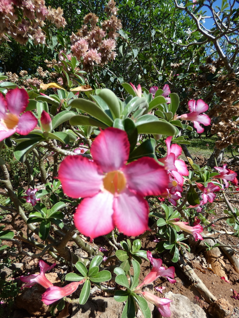 desert rose from Kilifi, Kenya on October 25, 2021 at 04:55 PM by Teddy ...