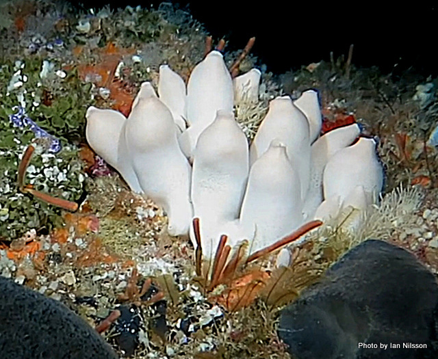 Hexactinellida Examples