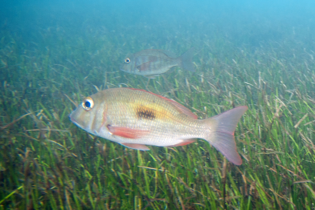 Thumbprint Emperor from , , on June 20, 2012 at 05:17 PM by Paul Asman ...