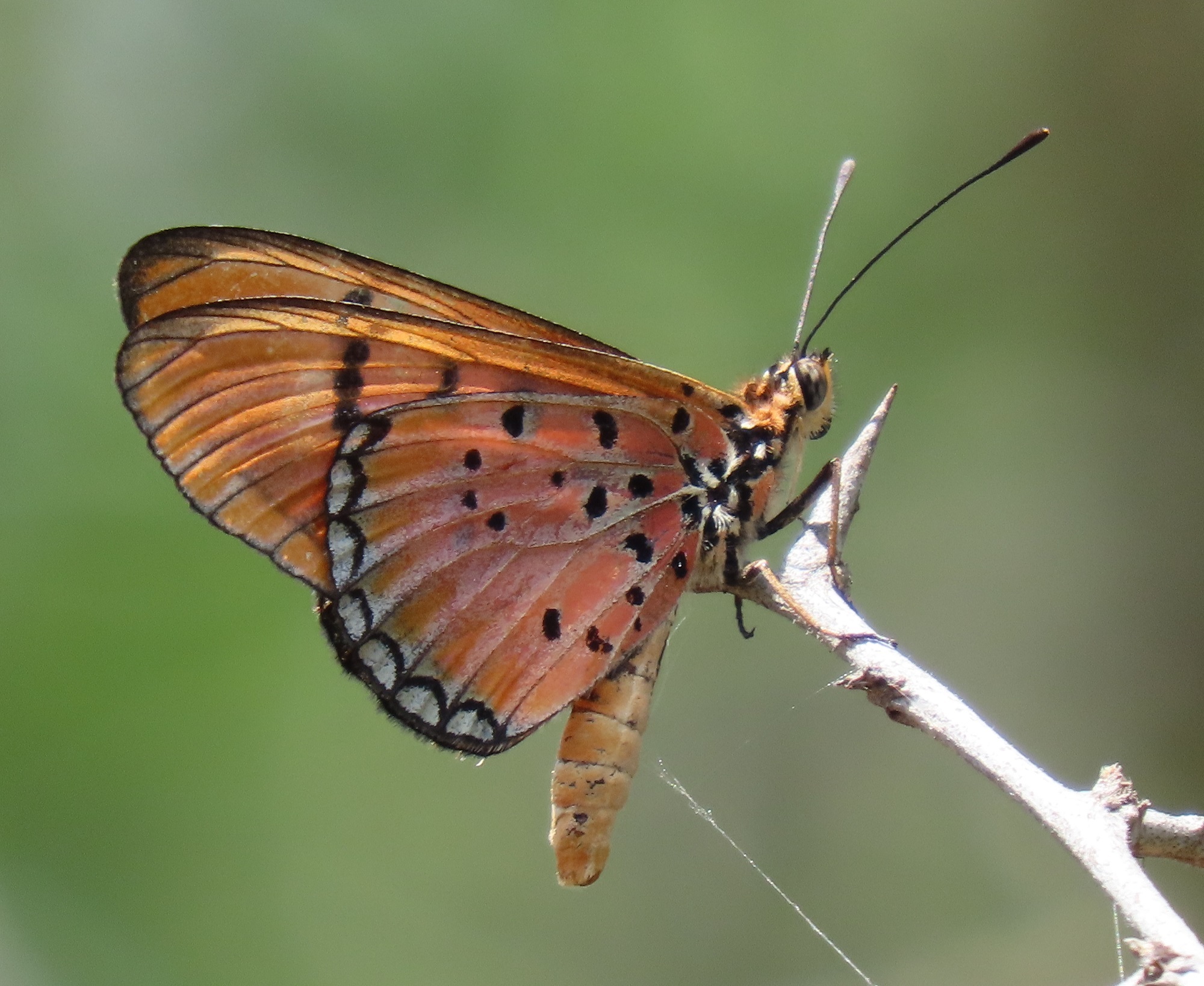 Acraea aglaonice Westwood, 1881