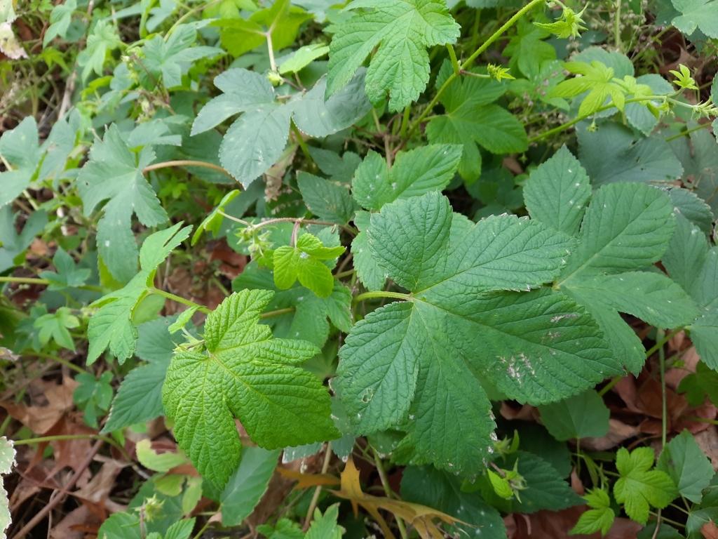 Japanese Hops from Kansas City on November 01, 2021 at 10:23 AM by ...