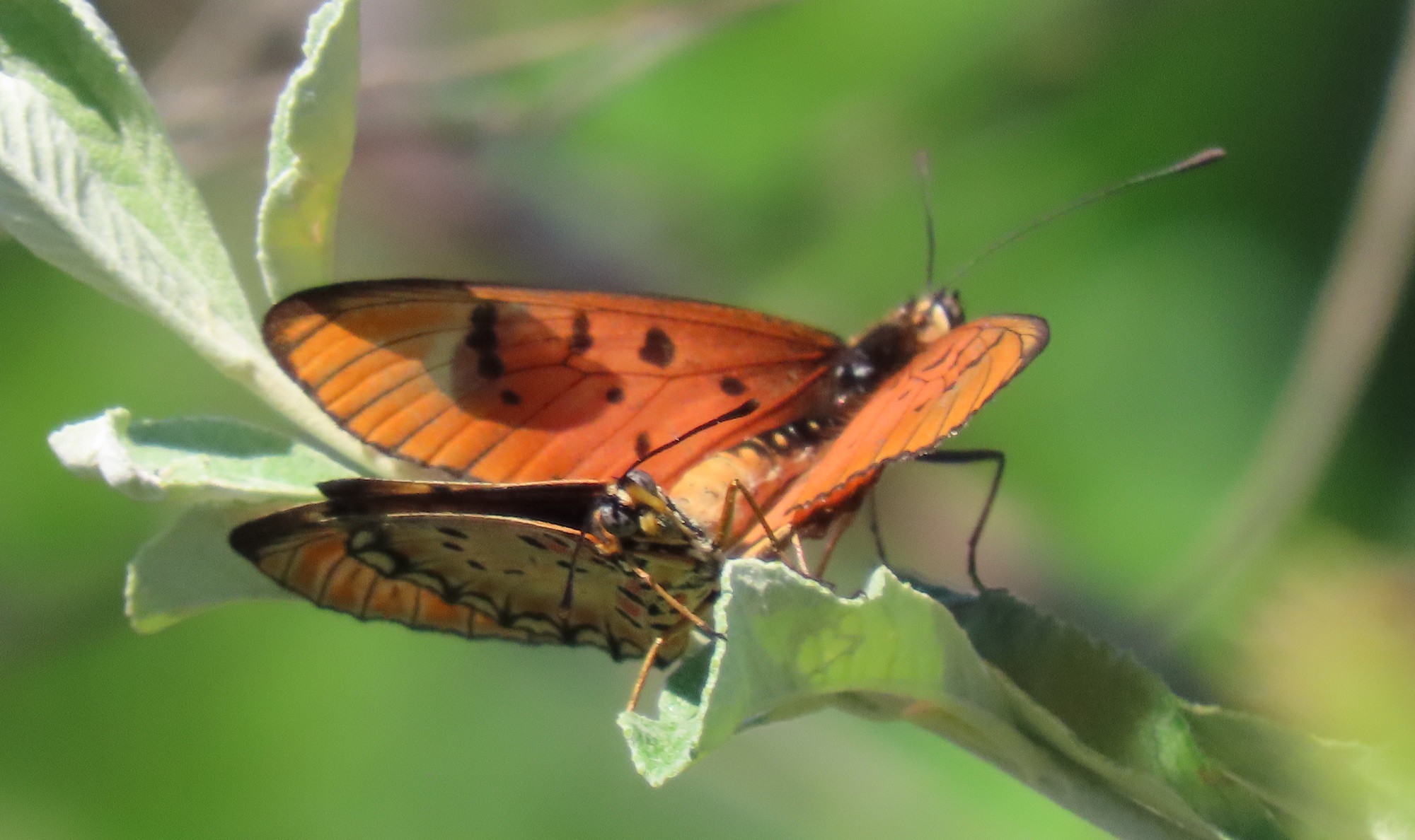 Acraea aglaonice Westwood, 1881