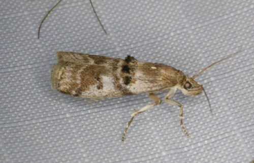 Ortholepis rhodorella · iNaturalist