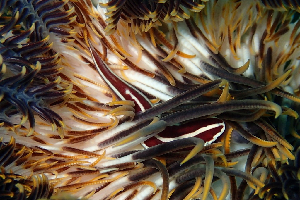 Crinoid Clingfish from Ambon, ID-MA, ID on March 16, 2017 at 09:03 AM ...