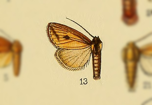 Acrapex atriceps · iNaturalist