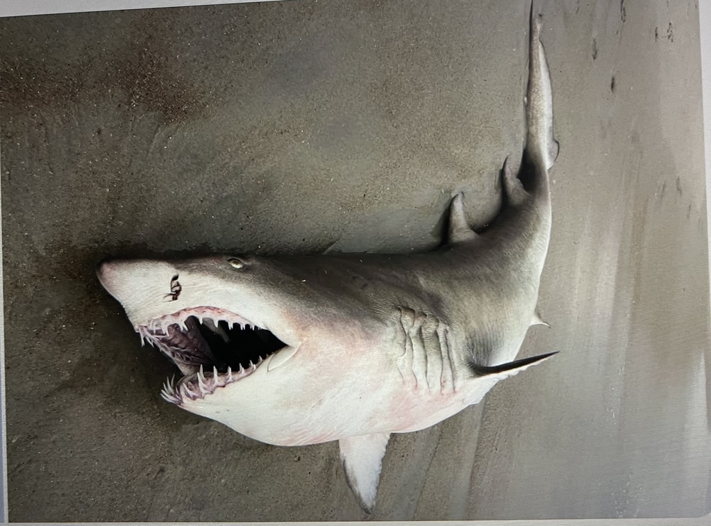 Sand Tiger Shark from North Atlantic Ocean, Surf City, NC, US on April ...