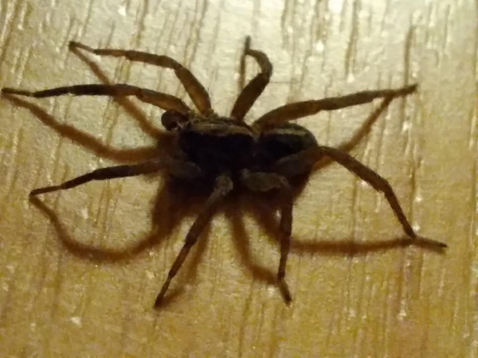 Trochosa from Kawartha Lakes, ON, Canada on October 29, 2021 at 07:35 ...