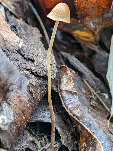 Big Spored Conecap (Conocybe macrospora) · iNaturalist
