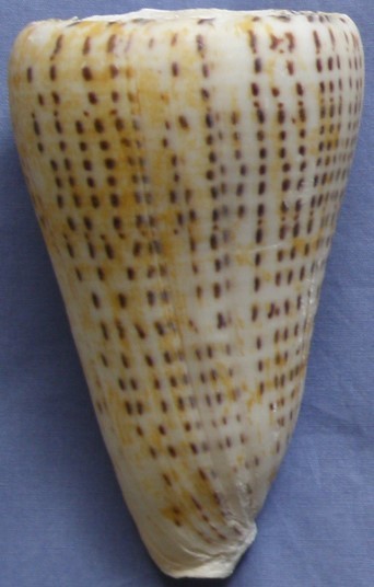 Leopard Cone in September 2012 by vrebizant. 11 cm long · iNaturalist