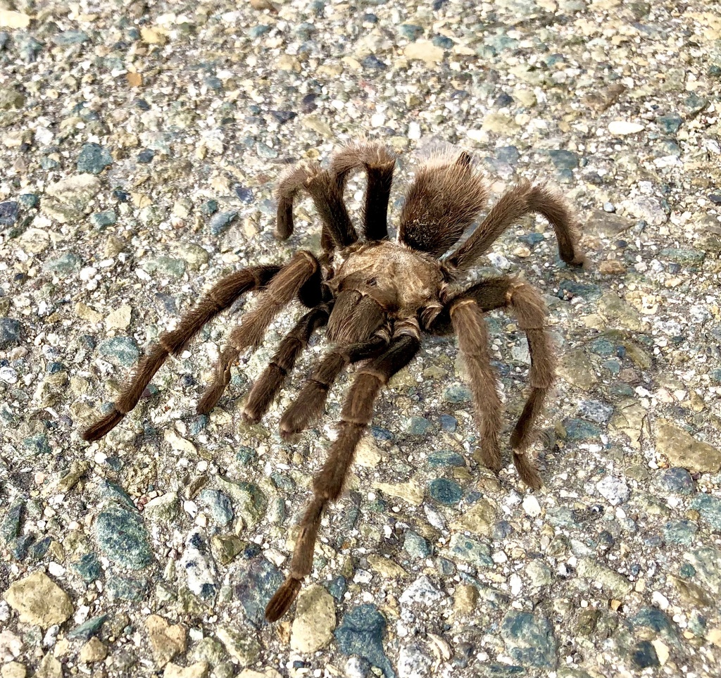 California Ebony Tarantula from Mission Trails Regional Park, San Diego ...