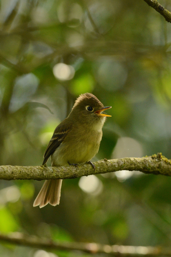 Cordilleran Flycatcher (Wildlife of Mancos State Park) · iNaturalist