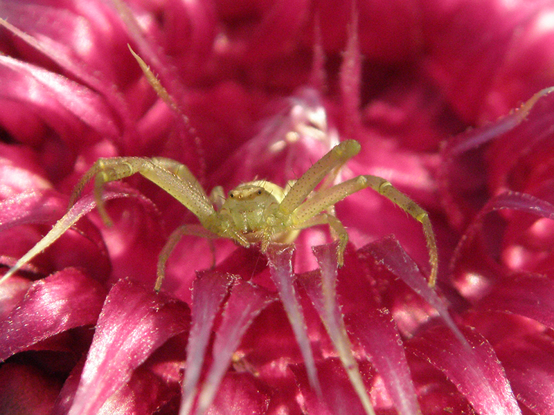 Misumenops in October 2021 by josebv · iNaturalist