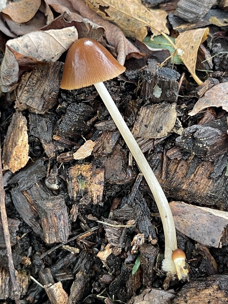 conical brittlestem from Monroe County, IN, USA on October 30, 2021 at ...