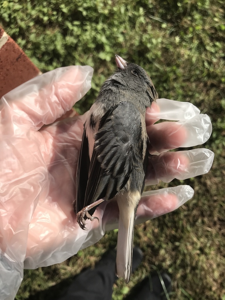 Dark-eyed Junco from Mansfield Rd E, Columbus, NJ, US on November 1 ...