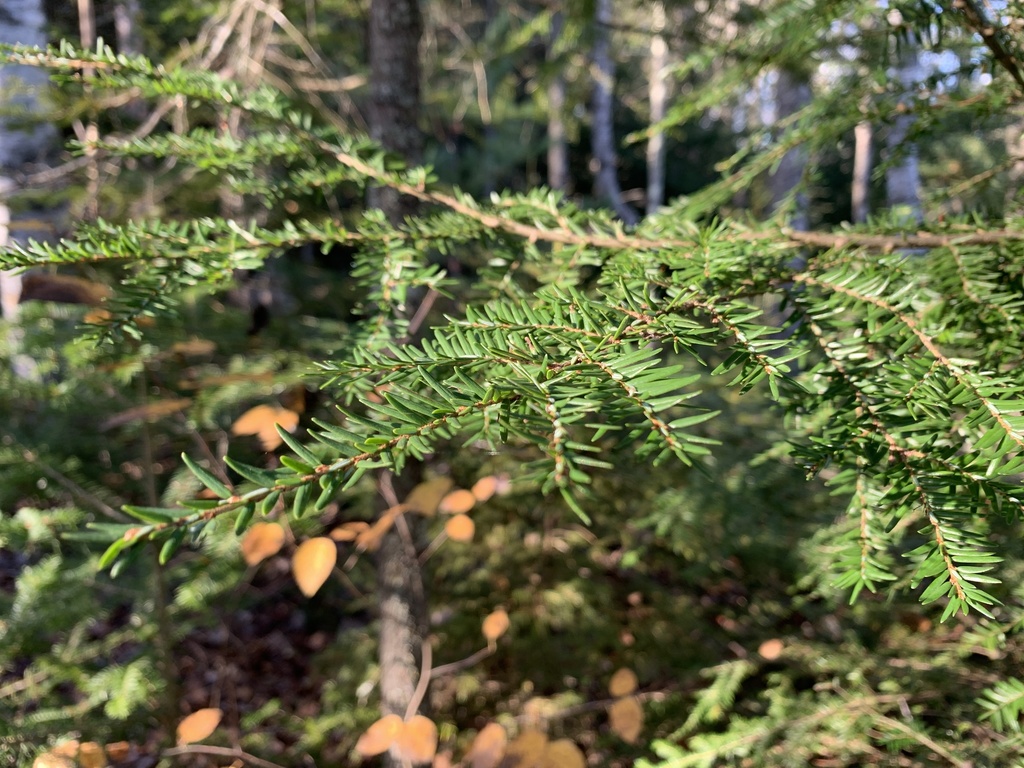 eastern hemlock from Grantham, NH, US on November 01, 2021 at 03:23 PM ...