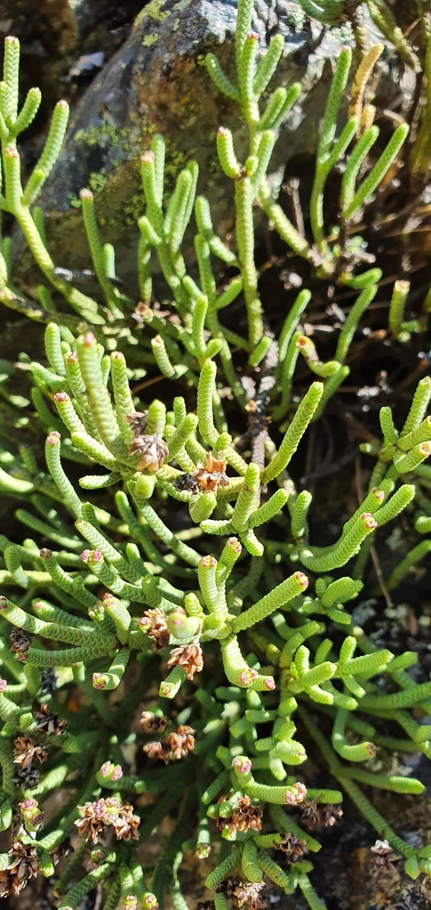 Veronica quadrifaria from Canterbury 7990, New Zealand on October 15 ...