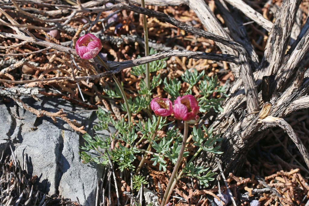 Ranunculus andersonii andersonii from Tooele County, UT, USA on March ...