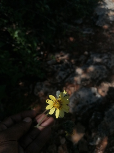 Simsia sylvicola · iNaturalist