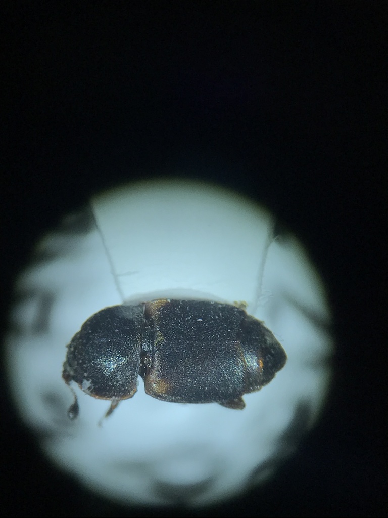Urophorus humeralis from Missouri National Recreation River, Vermillion ...