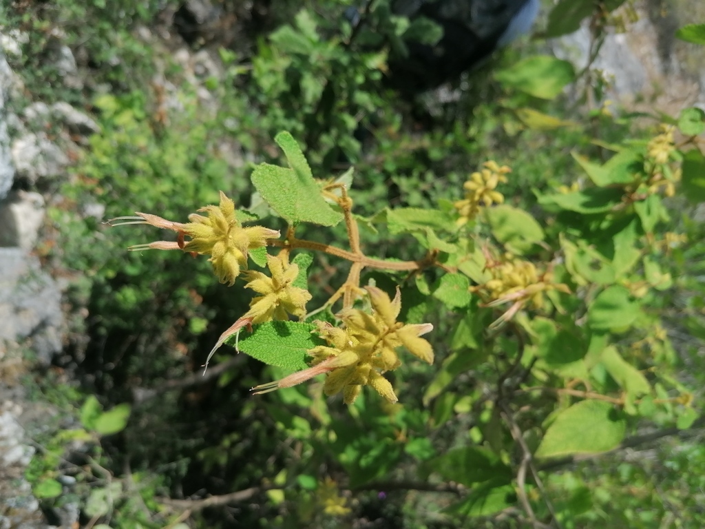 Irazu Volcano Sage from Santa Catarina Cuixtla, Oax., México on October ...