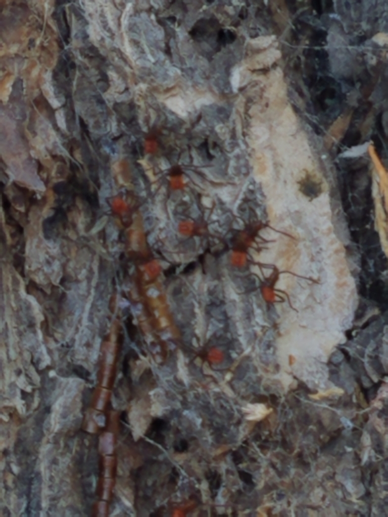 Winged and Once-winged Insects from Central Campus, Albuquerque, NM ...
