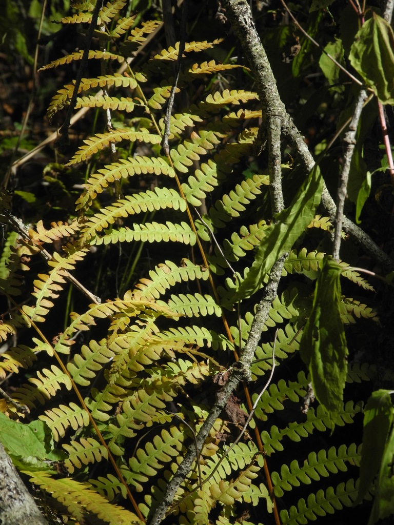 cinnamon fern from Brasstown Bald, Georgia 30546, USA on November 01 ...
