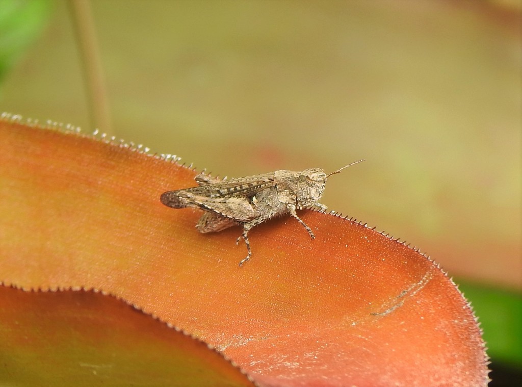 Orphulella punctata from Florianópolis, SC, Brasil on November 01, 2021 ...