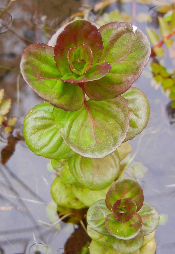 watermint (Mentha aquatica) - Botanical Realm