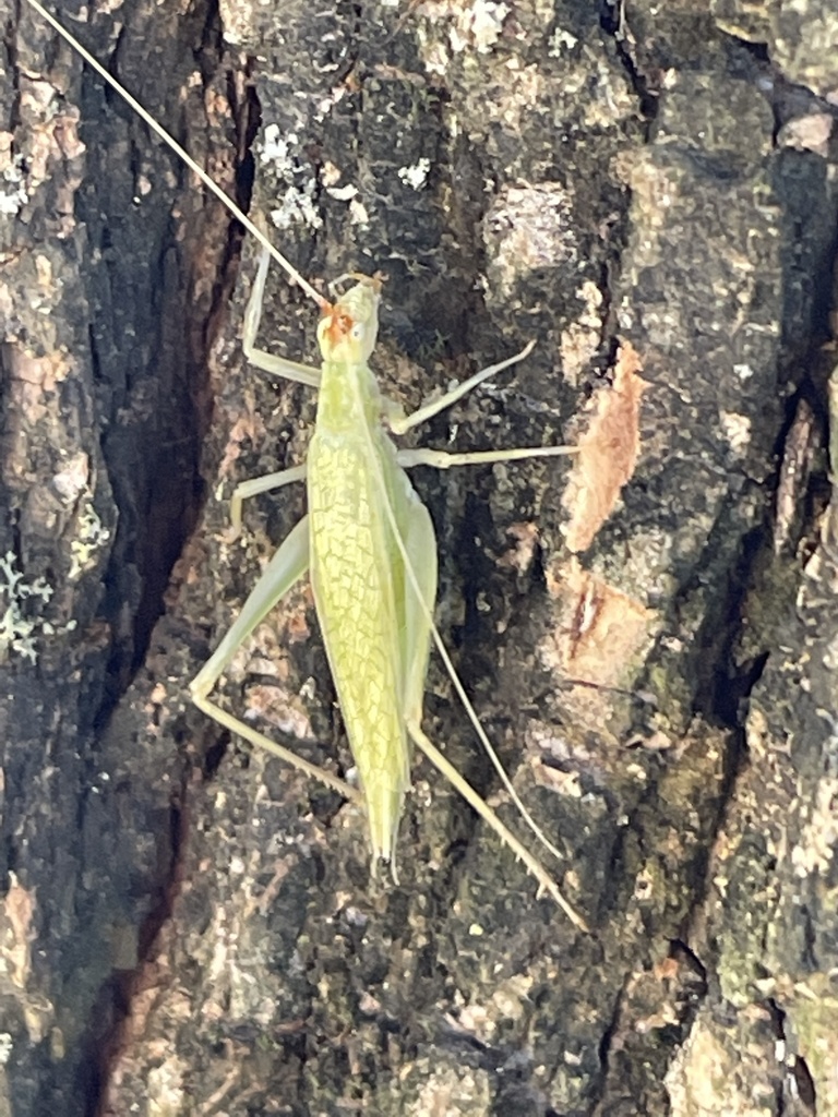Snowy Tree Cricket in November 2021 by KGTEY · iNaturalist
