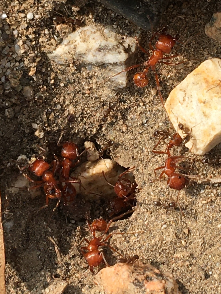California Harvester Ant from Temple City Blvd, El Monte, CA, US on ...