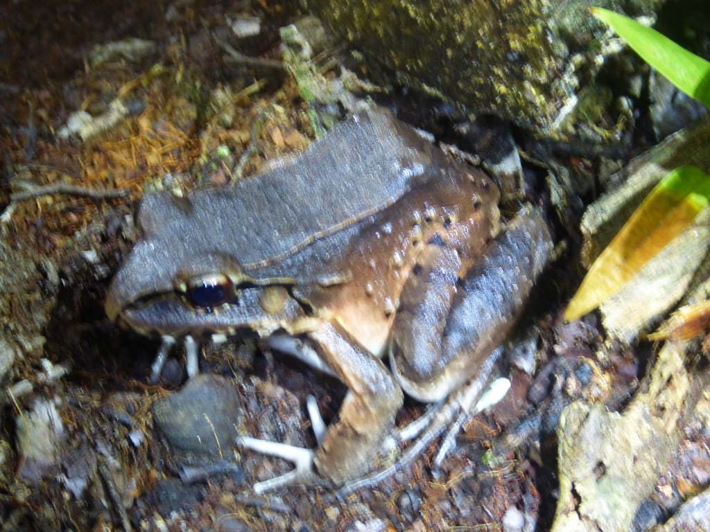 Knudsen's Thin-toed Frog from Iranduba - AM, 69405-000, Brasil on ...