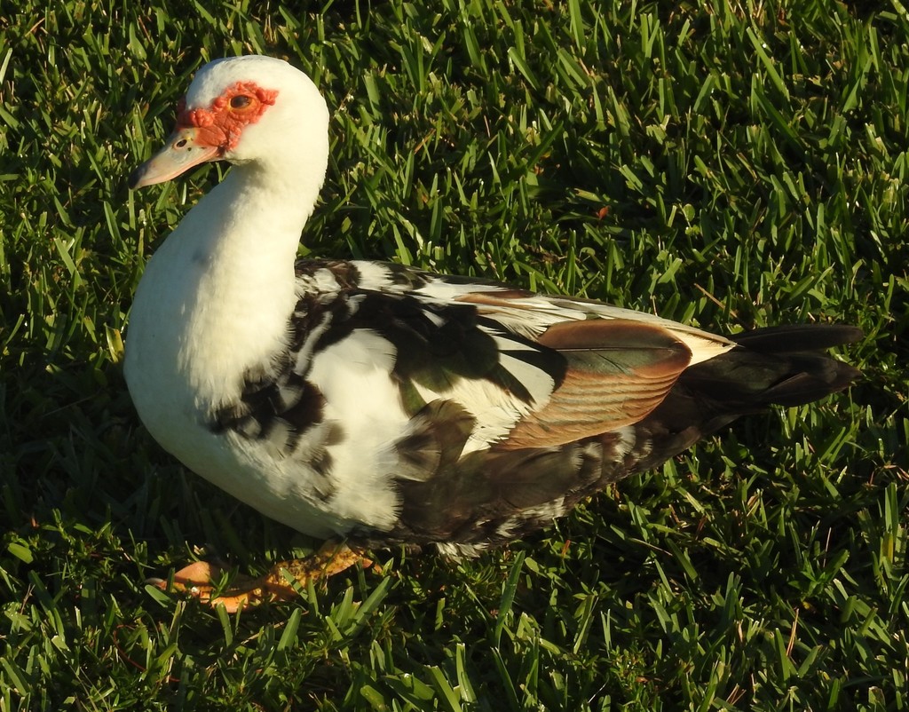 Domestic Muscovy Duck from Tamiami, FL, USA on October 17, 2021 at 07: ...