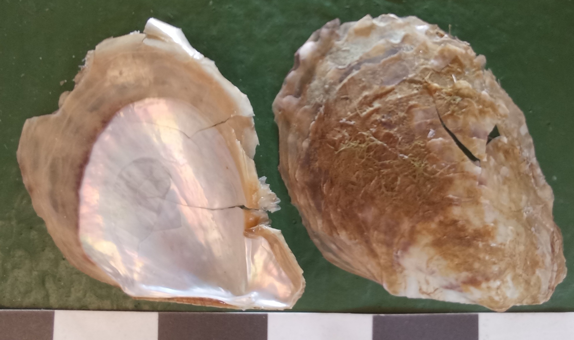 Pinctada sugillata (Reeve, 1857)