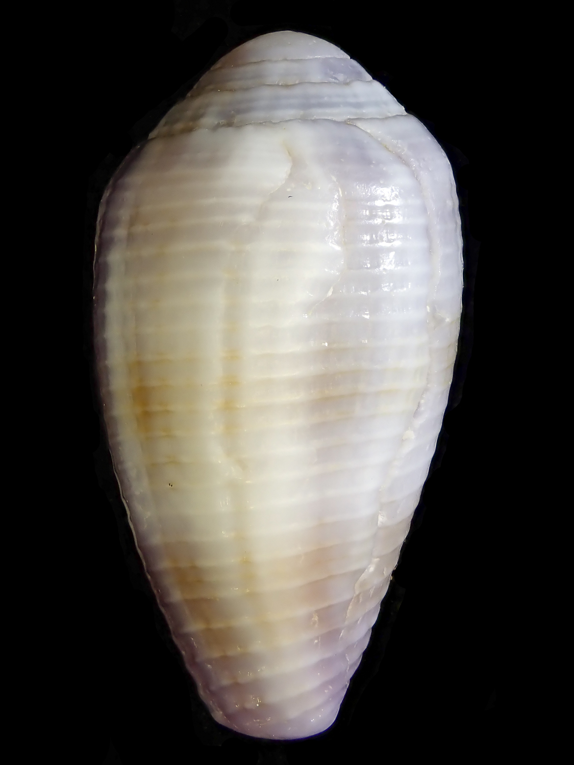 Conus glans Hwass, 1792