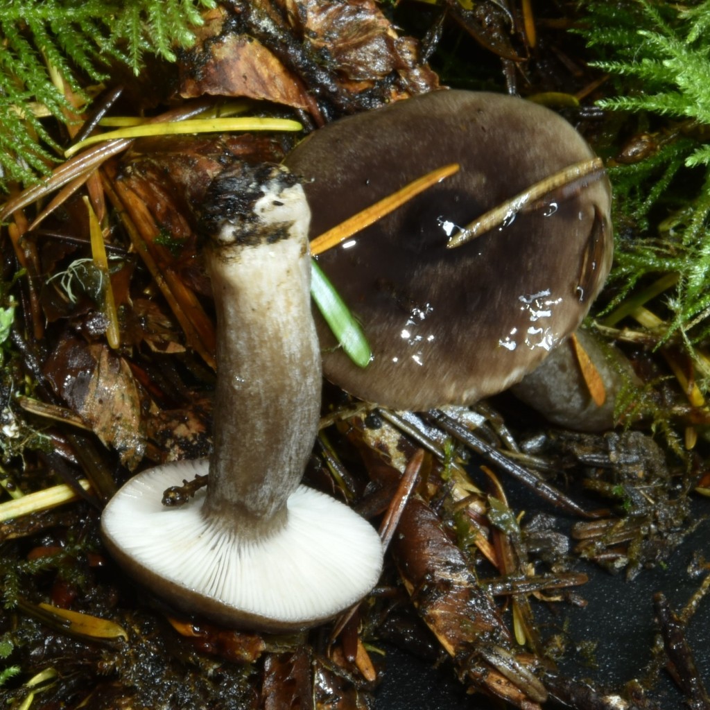 Gray-stemmed Milk Cap from 1400 S Crestline Dr, Waldport, OR 97394, USA ...