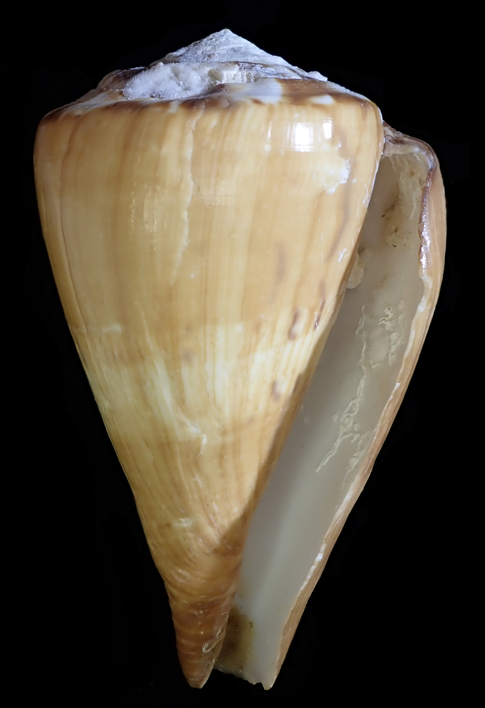 Flag Cone from South Solitary Island, NSW on August 10, 2004 by Steve ...