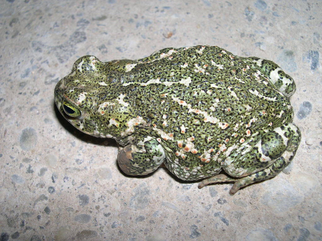 Natterjack Toad from Almería, Espagne on March 6, 2005 at 10:56 PM by ...