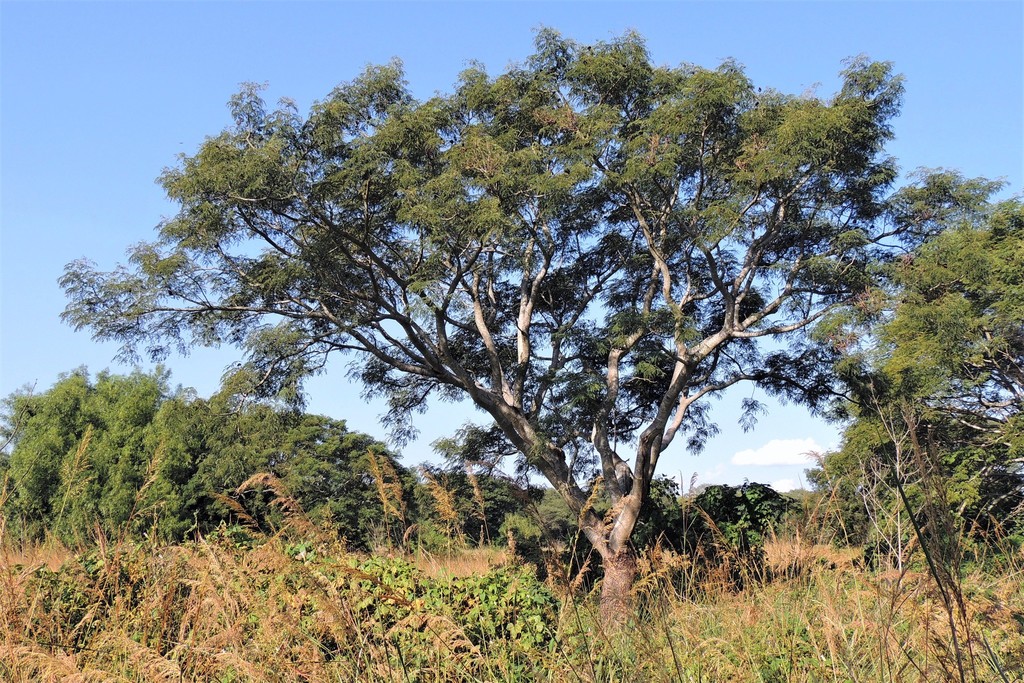 Pacara Earpod Tree from 1° de Mayo, Chaco, Argentina on March 31, 2013 ...
