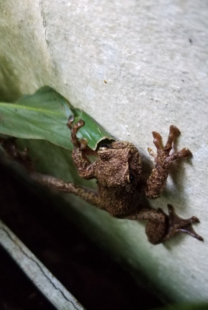Guatemala Spikethumb Frog in November 2021 by James · iNaturalist