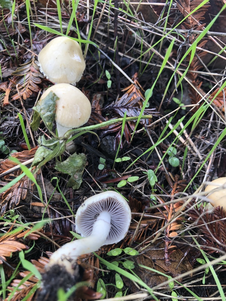 Questionable Stropharia from Jackson St, Albany, CA, US on November 01 ...
