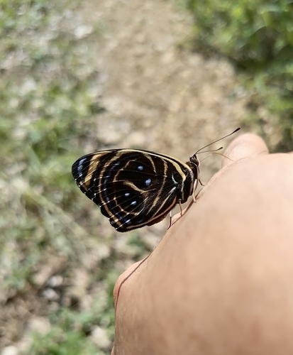 Ochenta Y Ocho de Borde Amarillo de Veracruz (Callicore texa subsp ...
