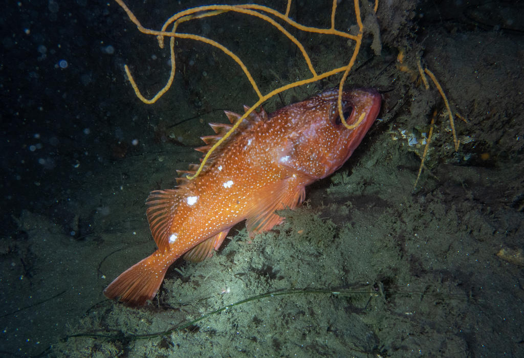 Starry Rockfish (Wildlife of the United States - Fish Pt.4) · iNaturalist