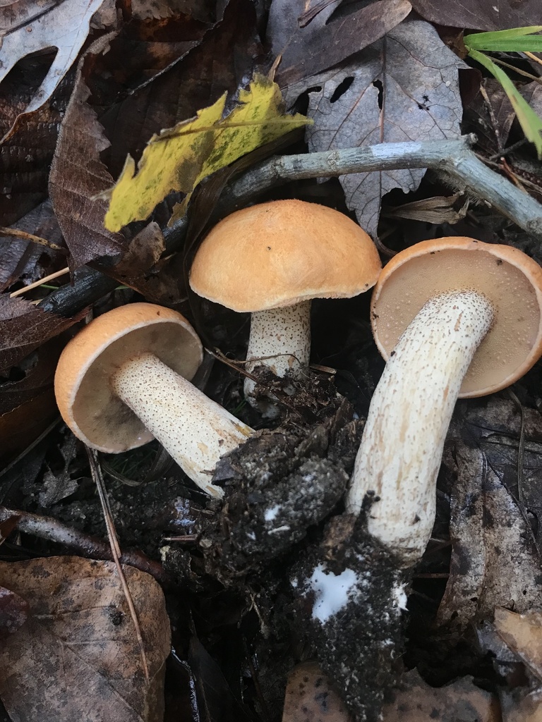 Suillus hirtellus from HAWN STATE PARK, Sainte Genevieve, MO, US on ...