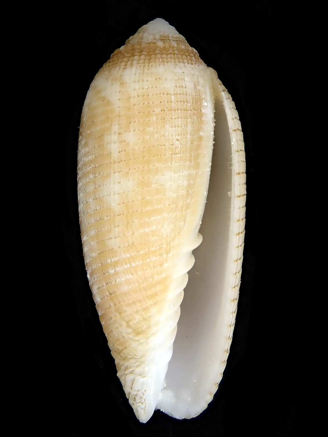 Pterygia crenulata (Gmelin, 1791)