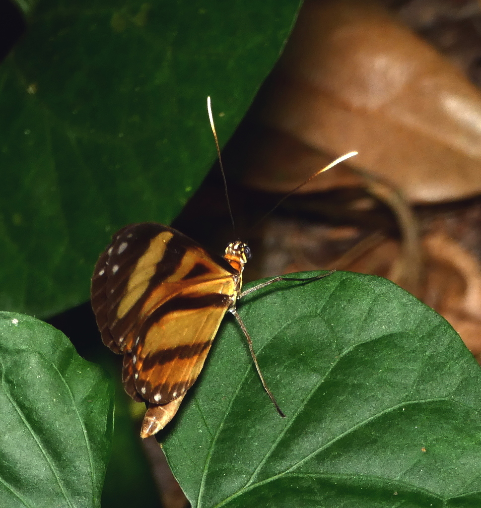 Hypothyris ninonia from Zona rural de Paudalho - Pernambuco on October ...