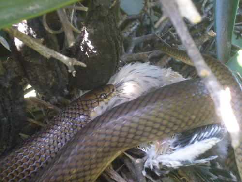 (Paraphimophis) - Snakes and Lizards