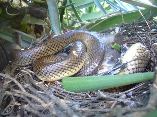(Paraphimophis) - Snakes and Lizards