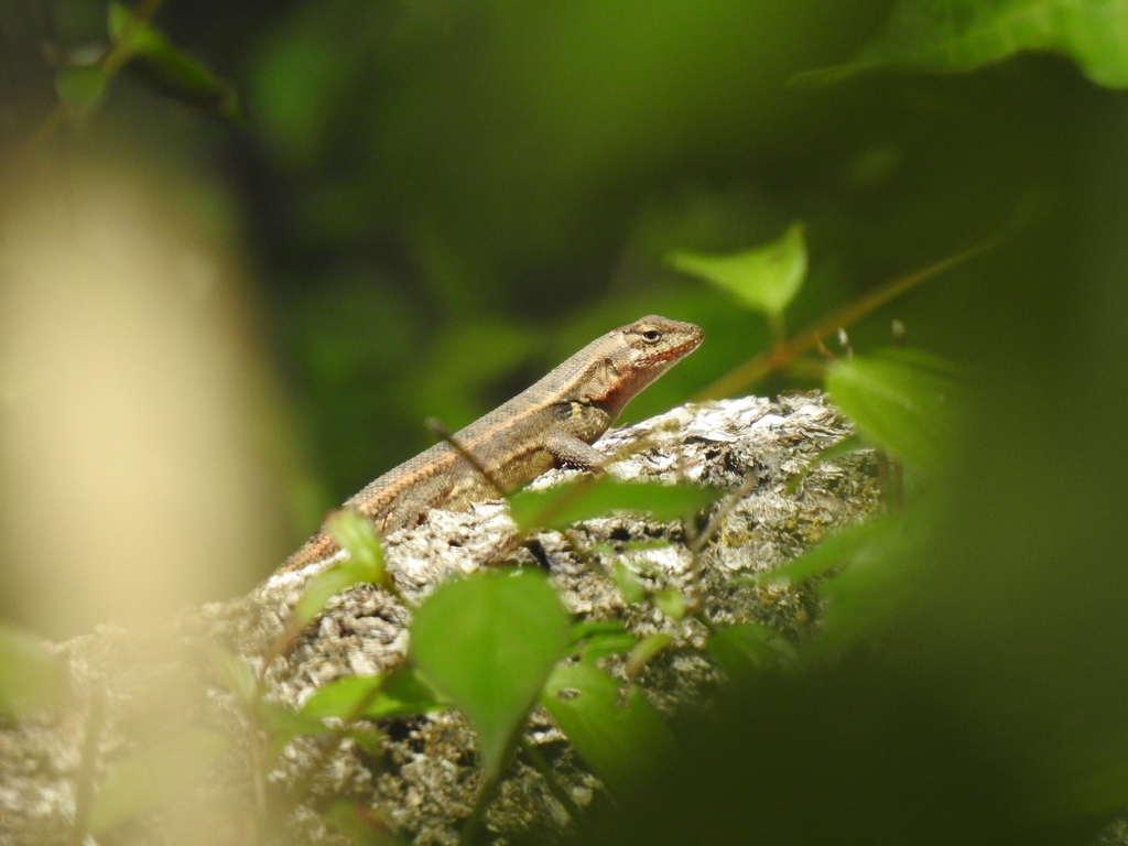 Rose-bellied Lizard from Municipio de Victoria, Tamps., México on ...
